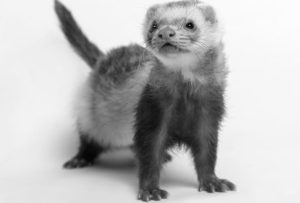 Descubre aquí todos los tipos de hurones | Nubika