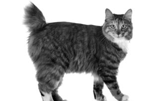 El gato bobtail japonés: ¡el gato de la buena suerte! | Nubika