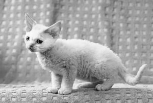 Los gatos con pelo rizado: razas y características | Nubika