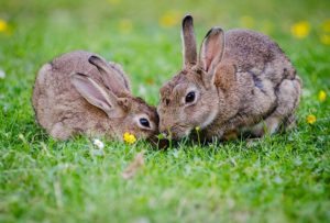 La sarna en conejos: conoce los detalles de esta enfermedad | Nubika