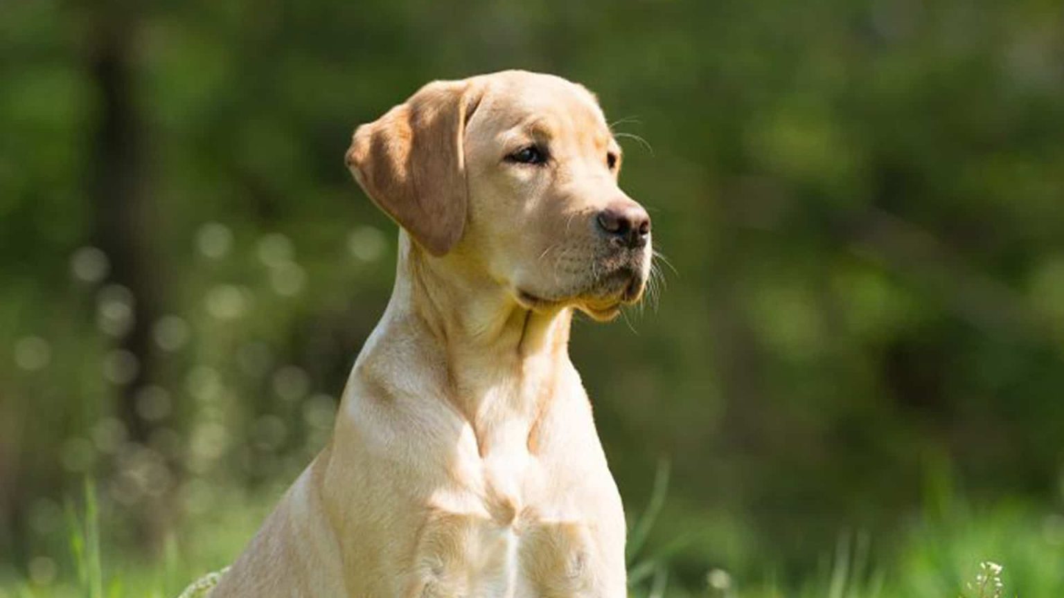 Nubika: Tu centro de formación veterinaria