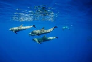 Marsopa común: todo lo que necesitas saber sobre ella