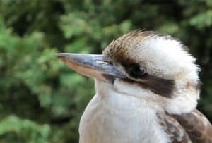 Cucaburra: ¡conoce este pájaro! | Nubika