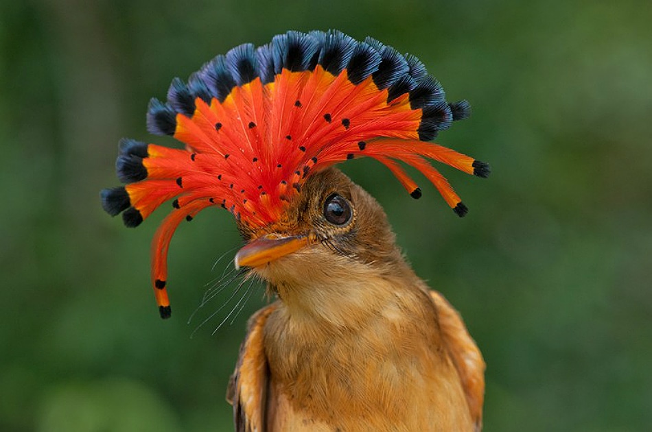 ¿Qué es el atrapamoscas real? Descubre esta ave exótica