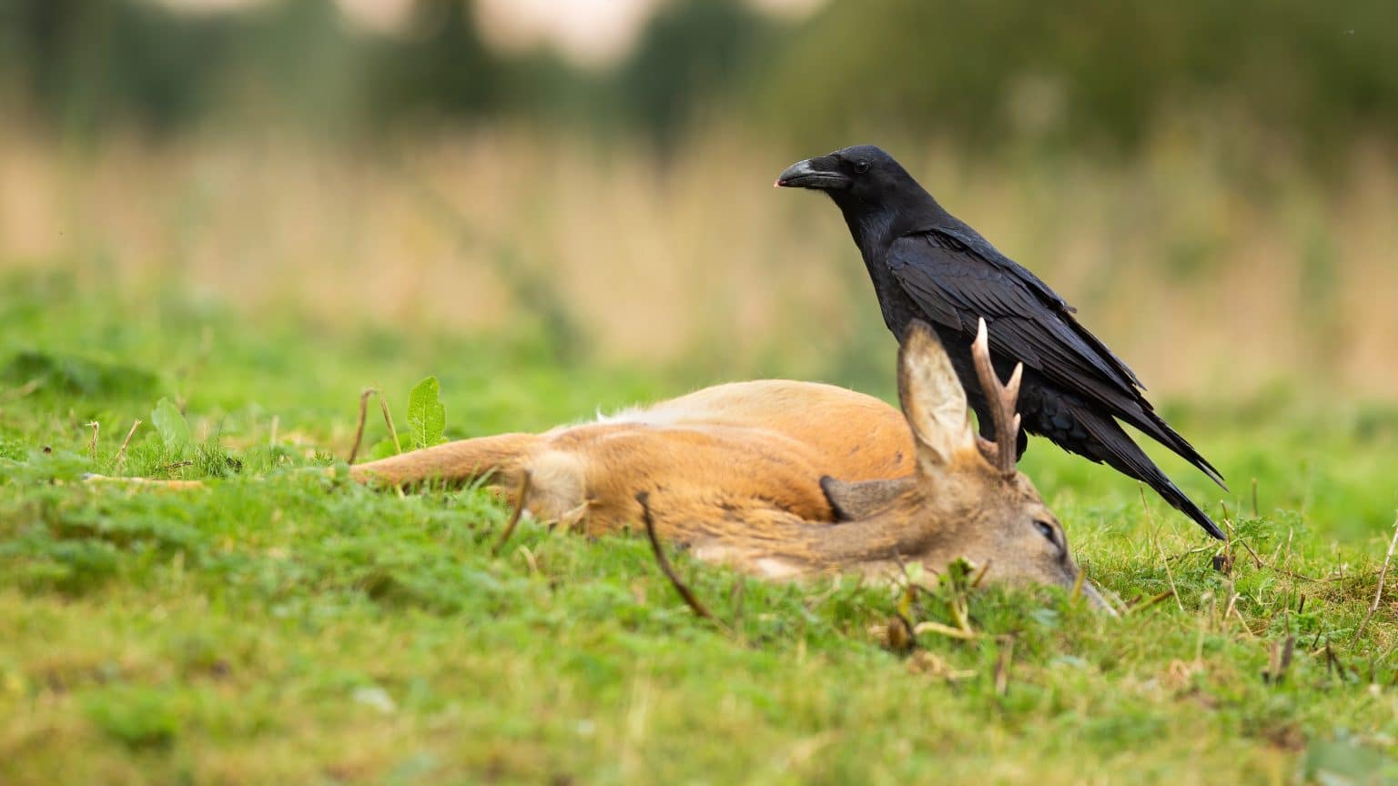 ¿El cuervo común es un pájaro de mal agüero?