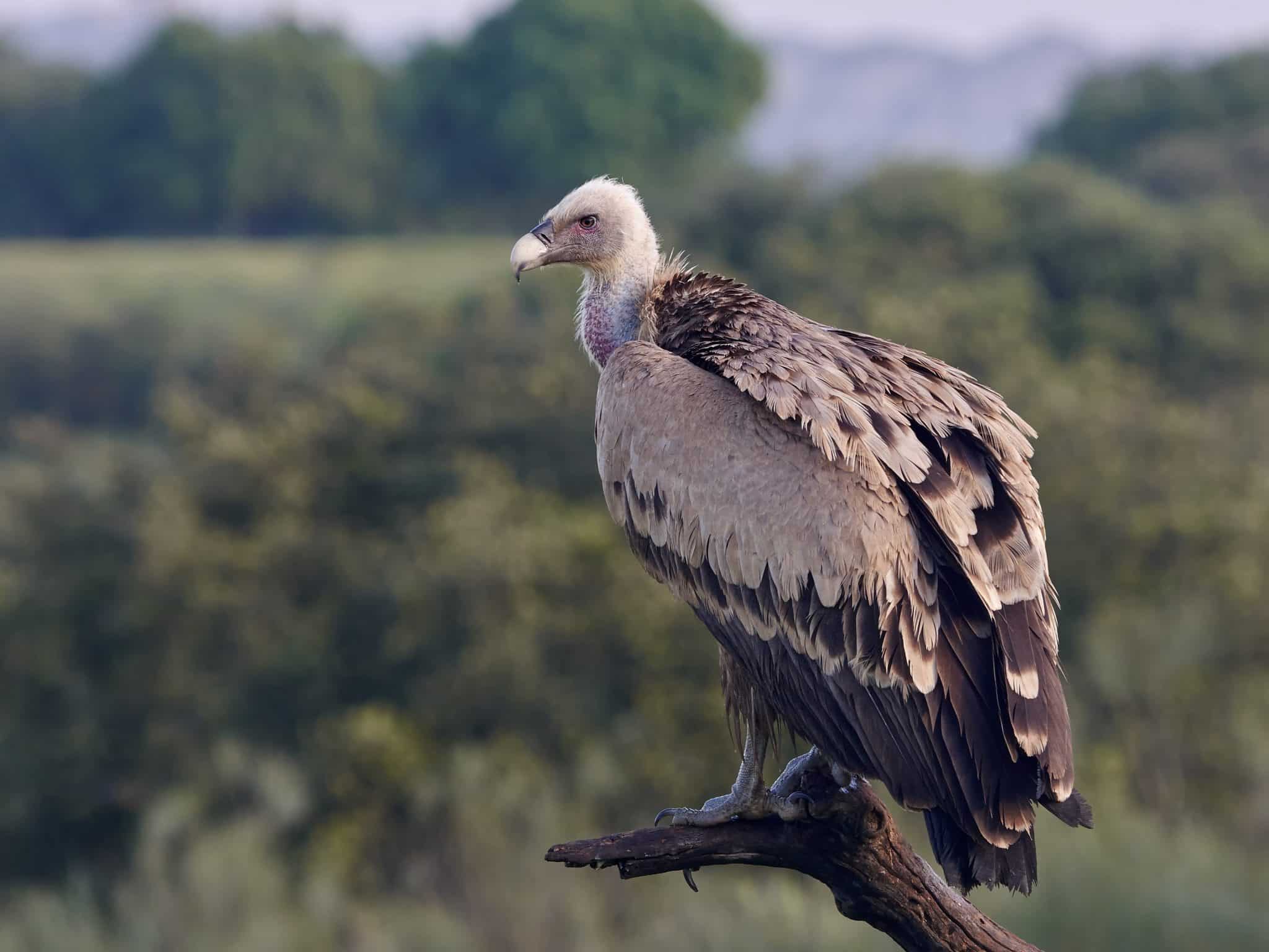 El buitre leonado, un gigante que surca sobre los cielos de Europa