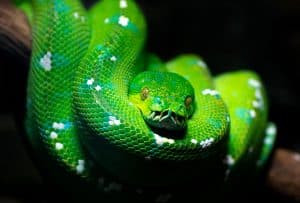 Diferencia entre culebra y serpiente: conócela en Nubika