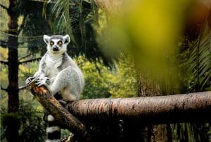 Lémures gigantes: ¡descúbrelos! | Nubika