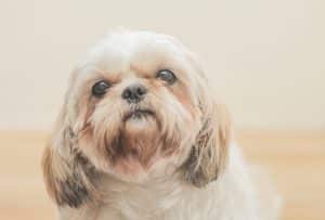 Malshi: ¿conoces esta raza de perro? | Nubika