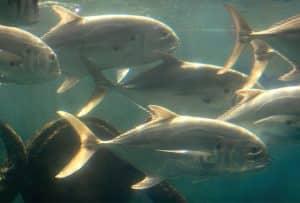 Jurel gigante: descubre a este animal