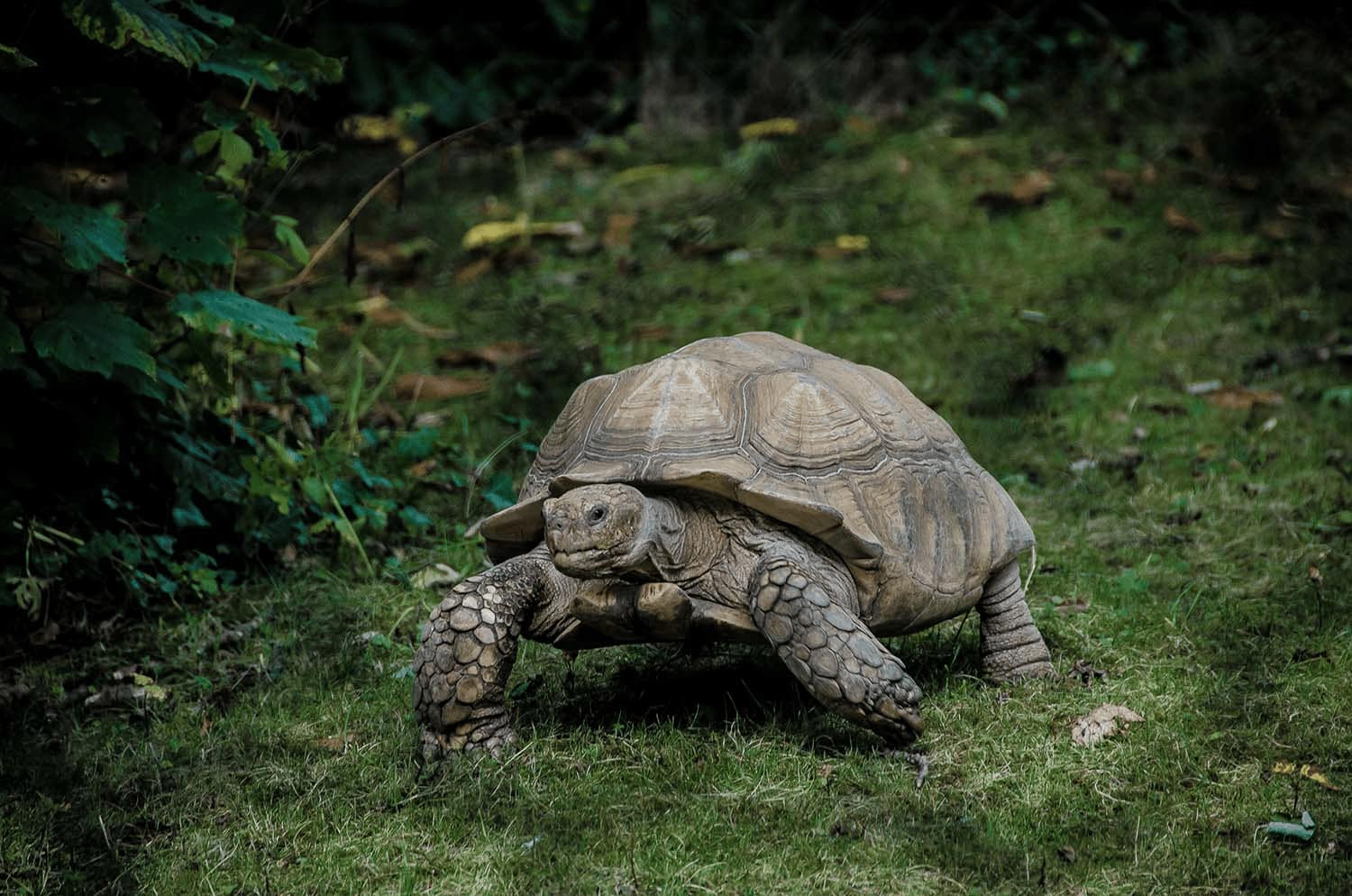 Guía sobre los distintos tipos de reptiles