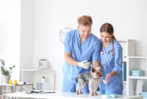 Los 9 medicamentos veterinarios más usados | Nubika