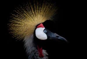 Las 30 aves exóticas hermosas que habitan la Tierra