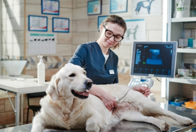 Piometra en perros: qué es y cómo se cura | Nubika