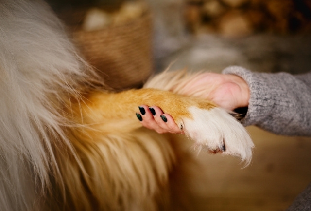 Pododermatitis en perros: todas las claves | Nubika